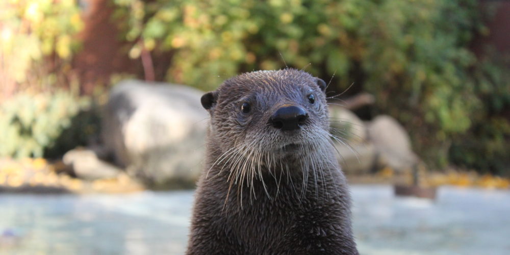 The Top Attractions in Edmonton | Explore Edmonton