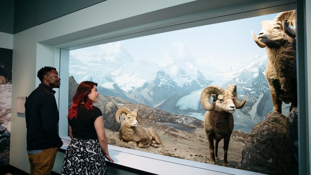 Plan your visit to Edmonton's Royal Alberta Museum | Explore Edmonton