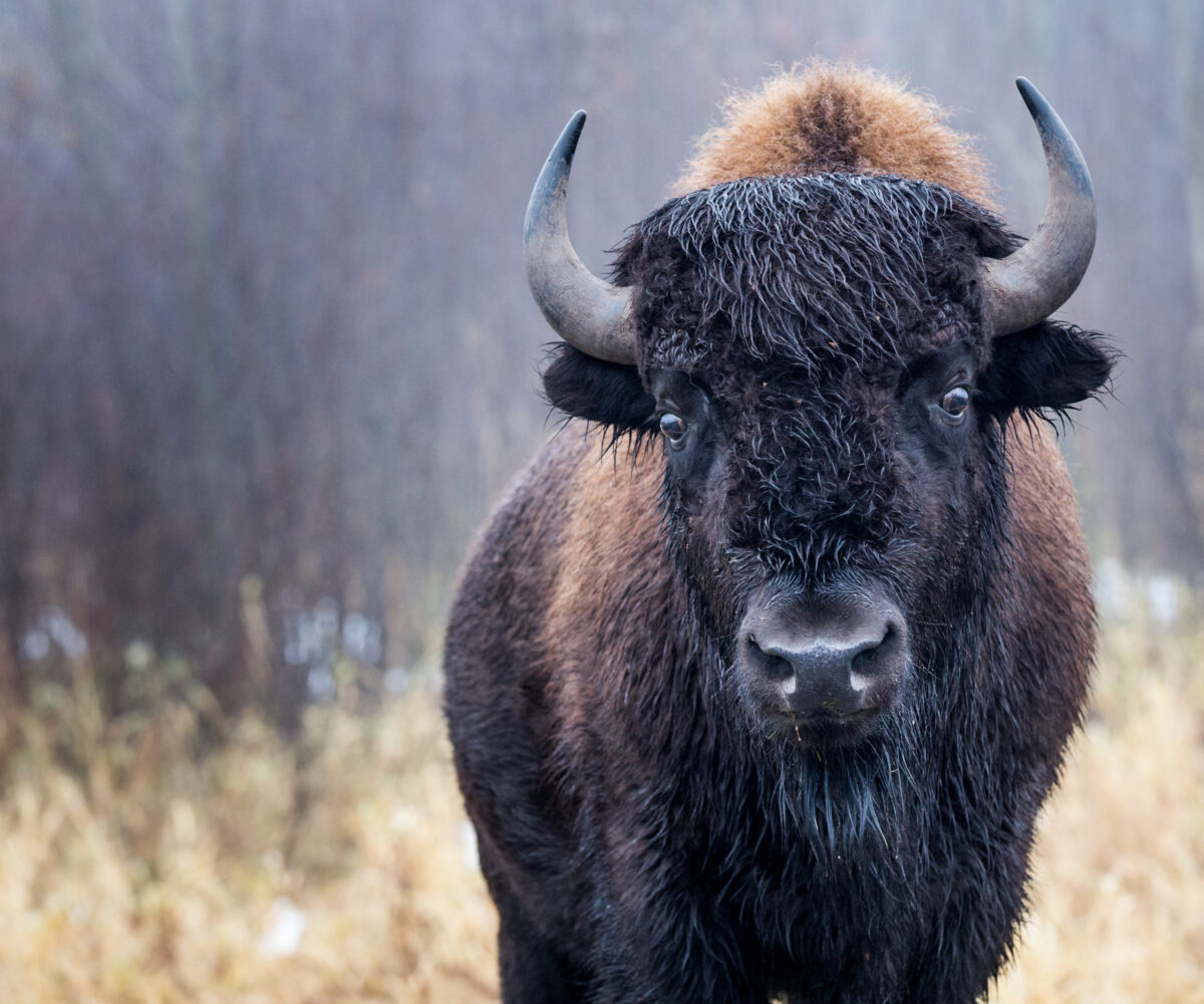 Indigenous | Explore Edmonton