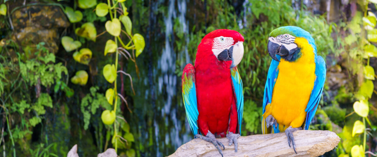 2025 Edmonton Pet Parrot Show | March 2025 | Explore Edmonton