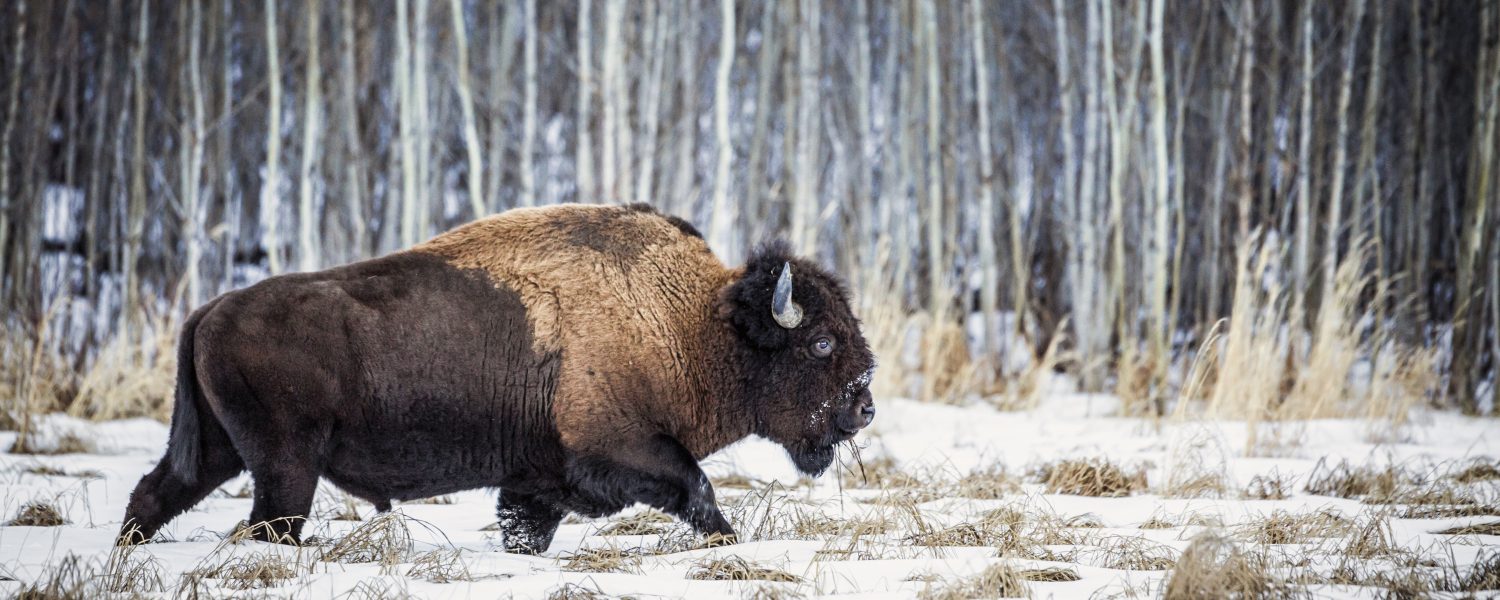 10 Awesome Things About Edmonton | Explore Edmonton