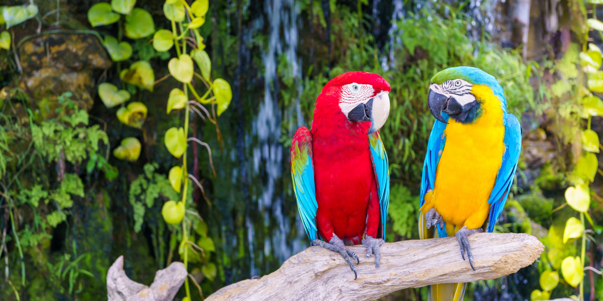 2025 Edmonton Pet Parrot Show | March 2025 | Explore Edmonton