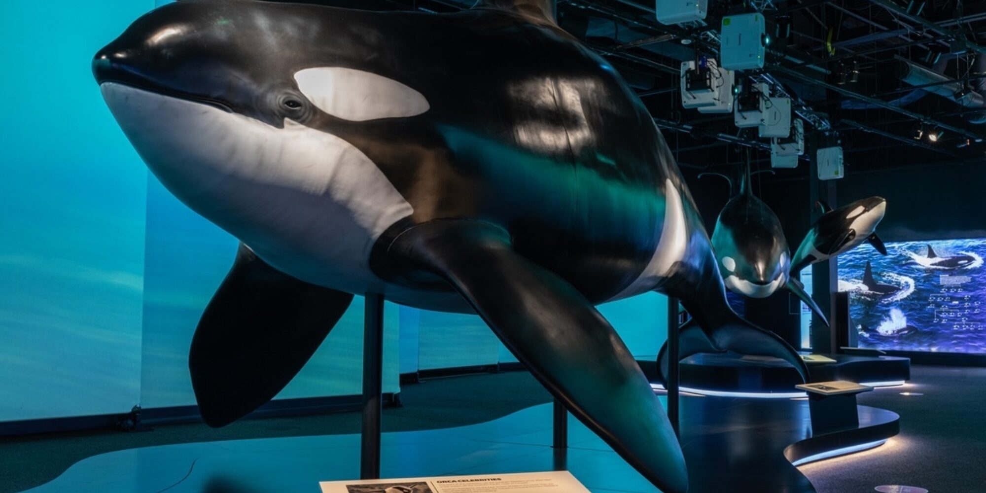 Orcas: Our Shared Future – Opening Day | May 2025 | Explore Edmonton
