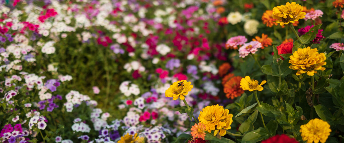Fern's Flowers Garden | Explore Edmonton