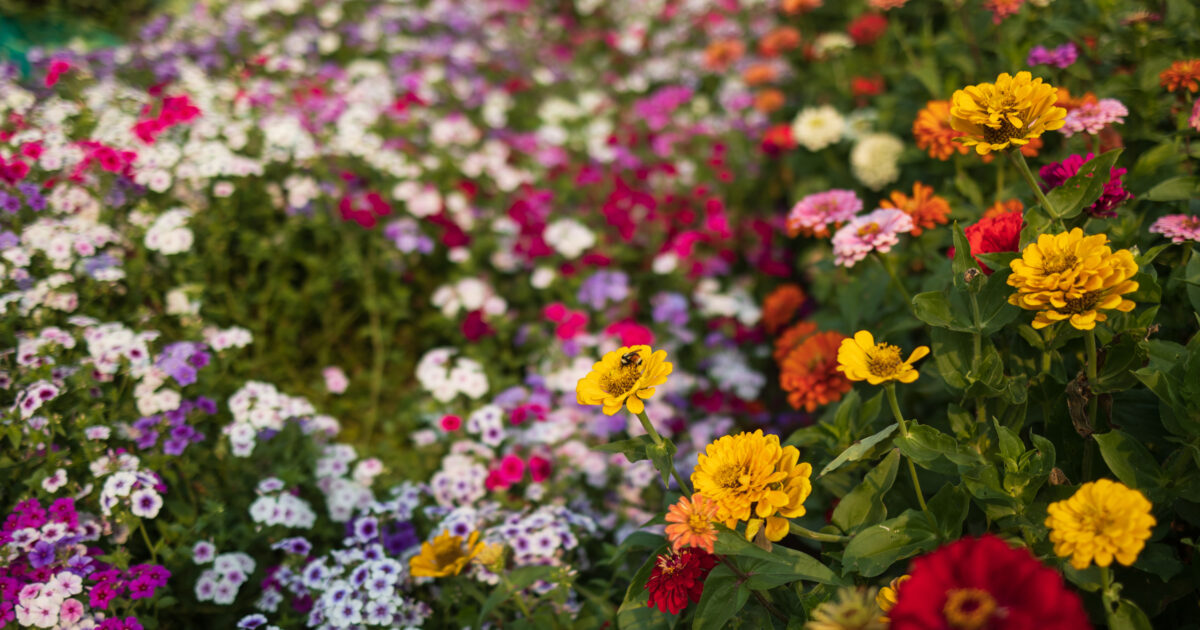 Fern's Flowers Garden | Explore Edmonton