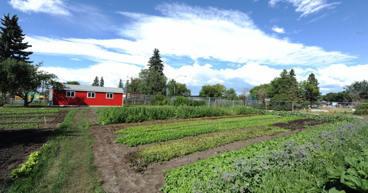 Edmonton Urban Farm - Grow with Us | Explore Edmonton
