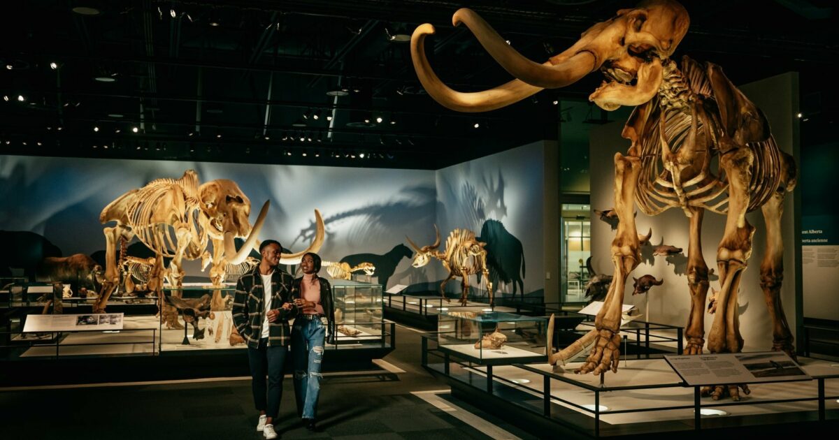 Museum Skills Workshops: Ice Age Palaeo Anatomy | April 2025 | Explore ...