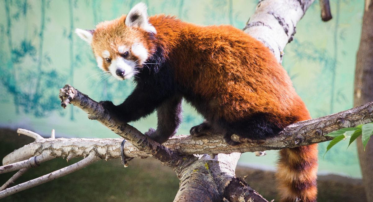 Edmonton Valley Zoo | Explore Edmonton