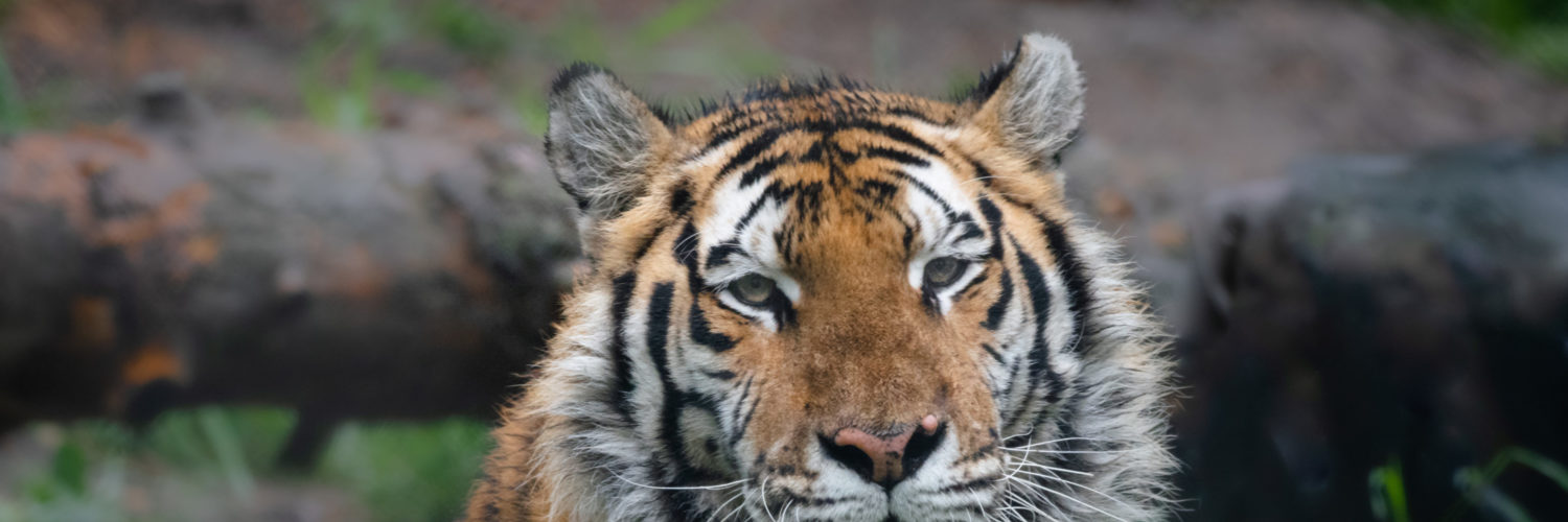 Edmonton Valley Zoo | Explore Edmonton