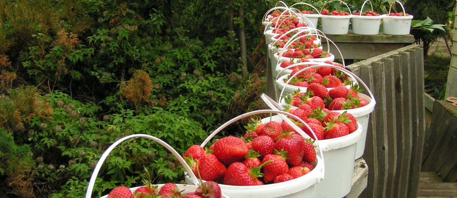 Prairie Gardens and Adventure Farm | Explore Edmonton