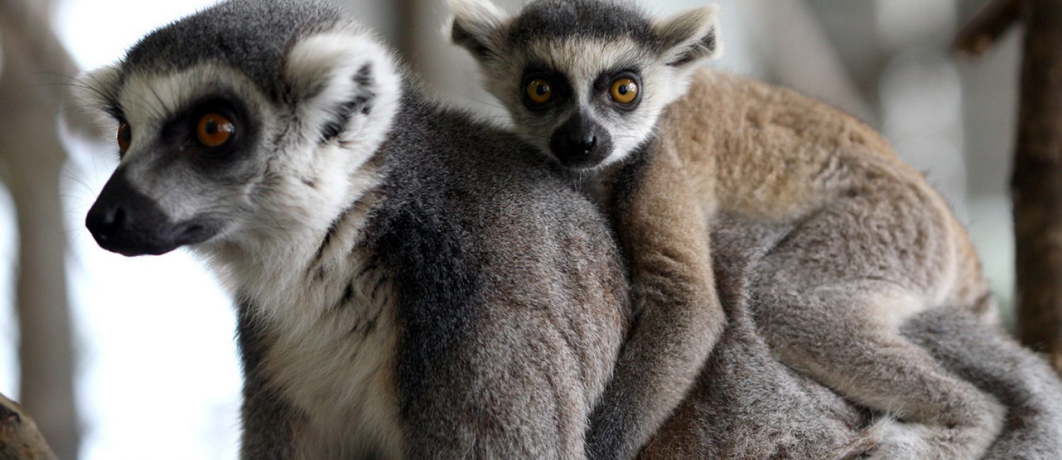 Edmonton Valley Zoo | Explore Edmonton