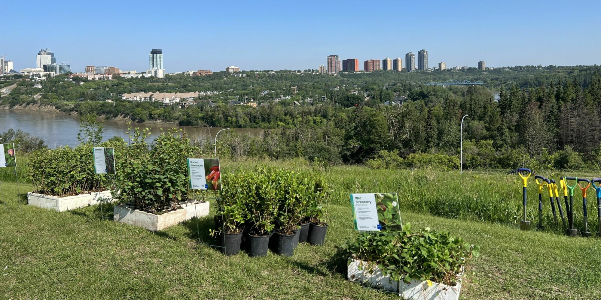 Roots for Trees | Explore Edmonton