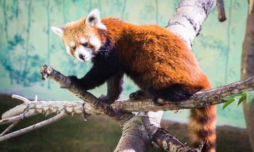 Edmonton Valley Zoo | Explore Edmonton