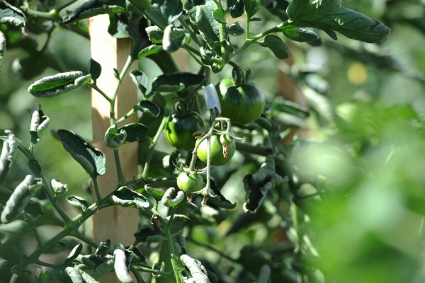 Edmonton Urban Farm | Explore Edmonton