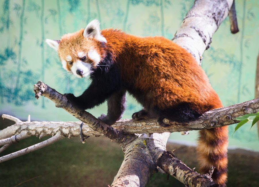 Edmonton Valley Zoo | Explore Edmonton