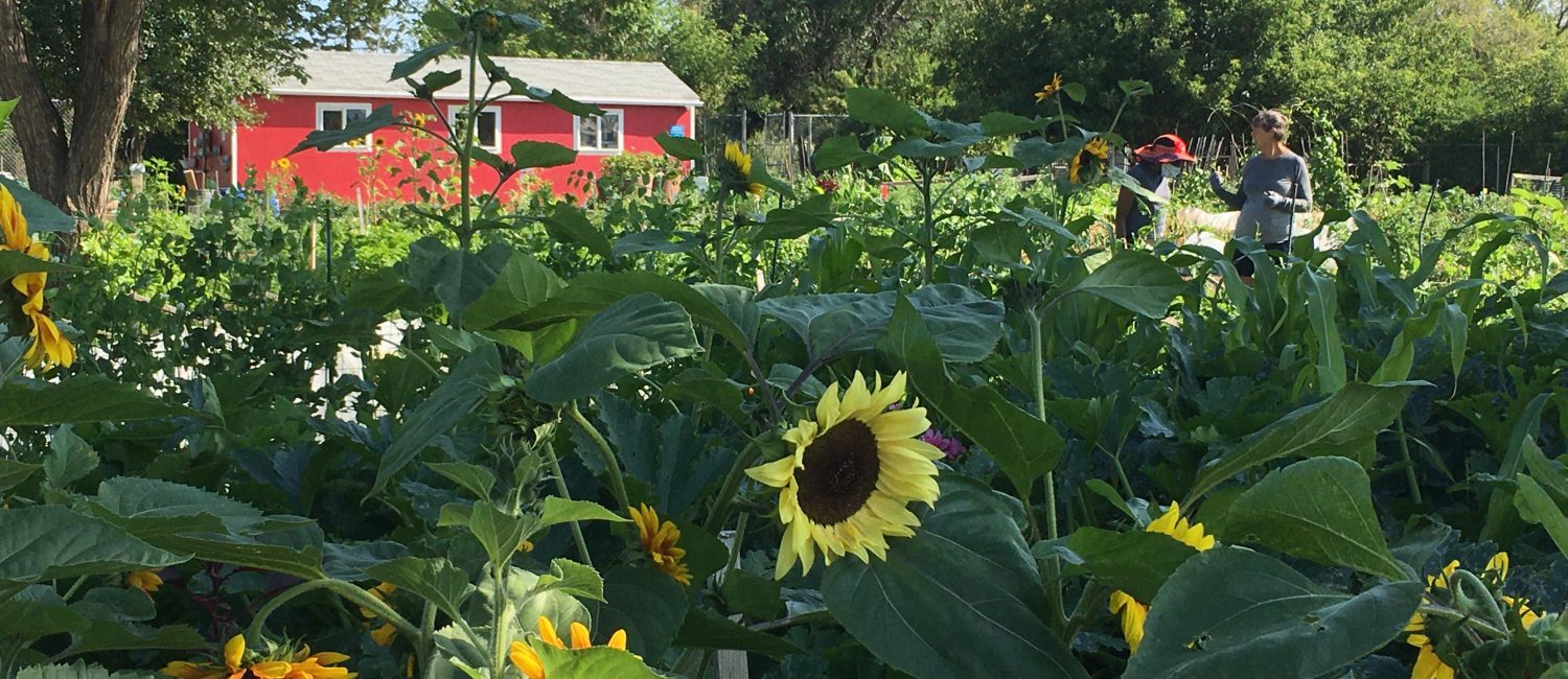 Edmonton Urban Farm | Explore Edmonton