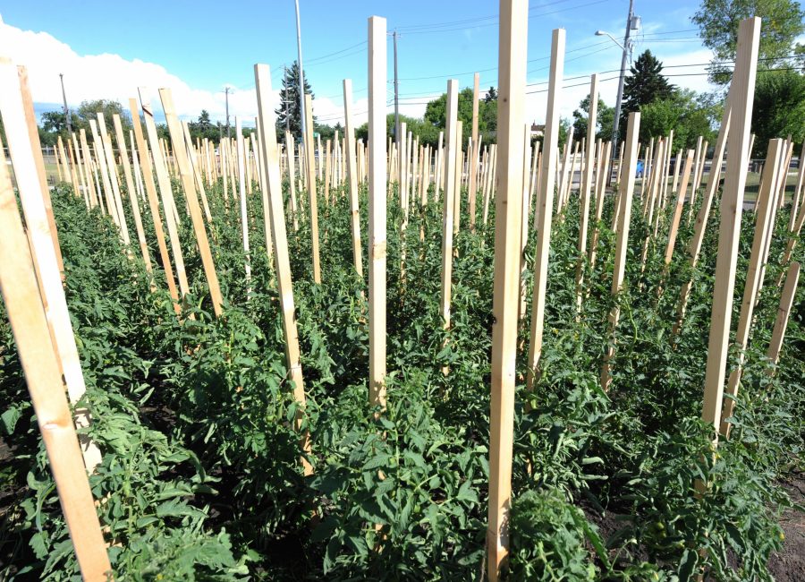 Edmonton Urban Farm | Explore Edmonton